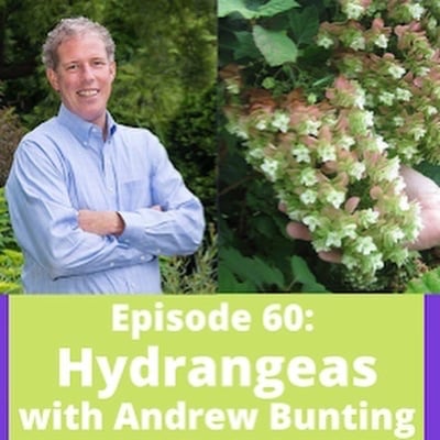 Hydrangeas with Andrew Bunting by @Kathy Jentz · Zencastr
