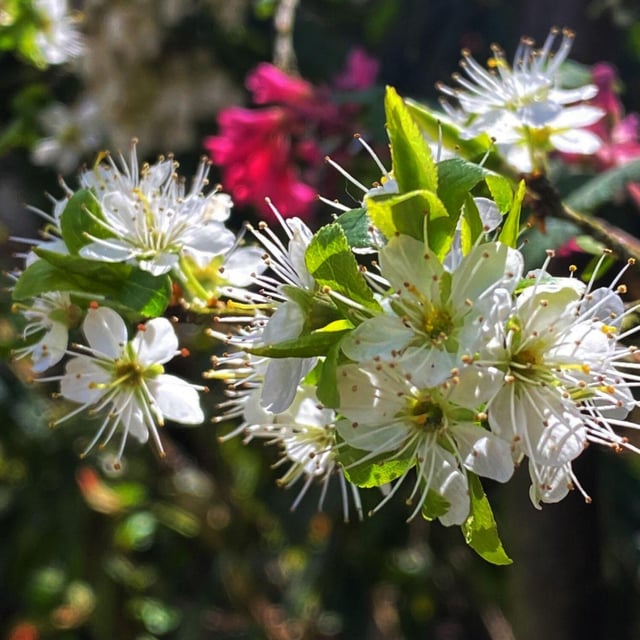 Maddy by Sheila Kinsella by @Tabitha Potts · Zencastr