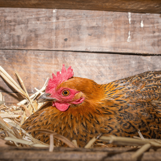 Those Broody Hens! Or Not! by @Virginia Jones · Zencastr
