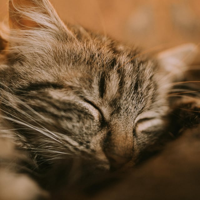 Purring Cat: 8-Hour Serene Cat Sounds for Peaceful Sleep, Studying ...